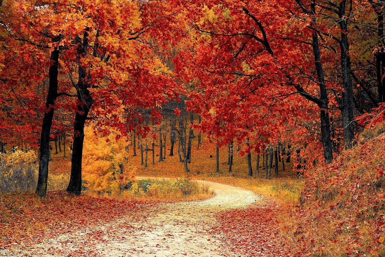 7 Fall Activities To Try With Your Favorite Cannabis Product